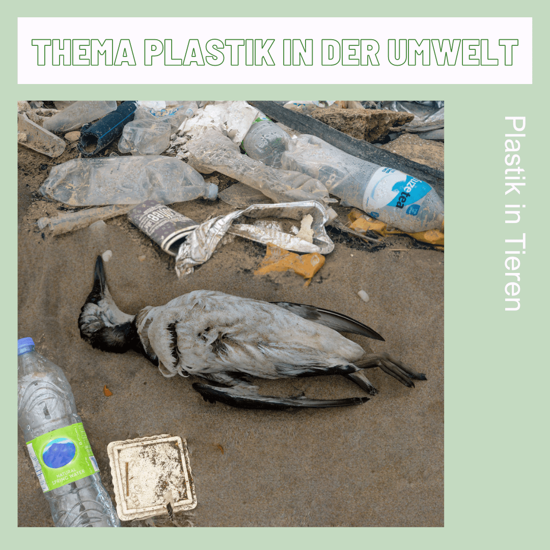 Topic about plastic in the environment - plastic pollution